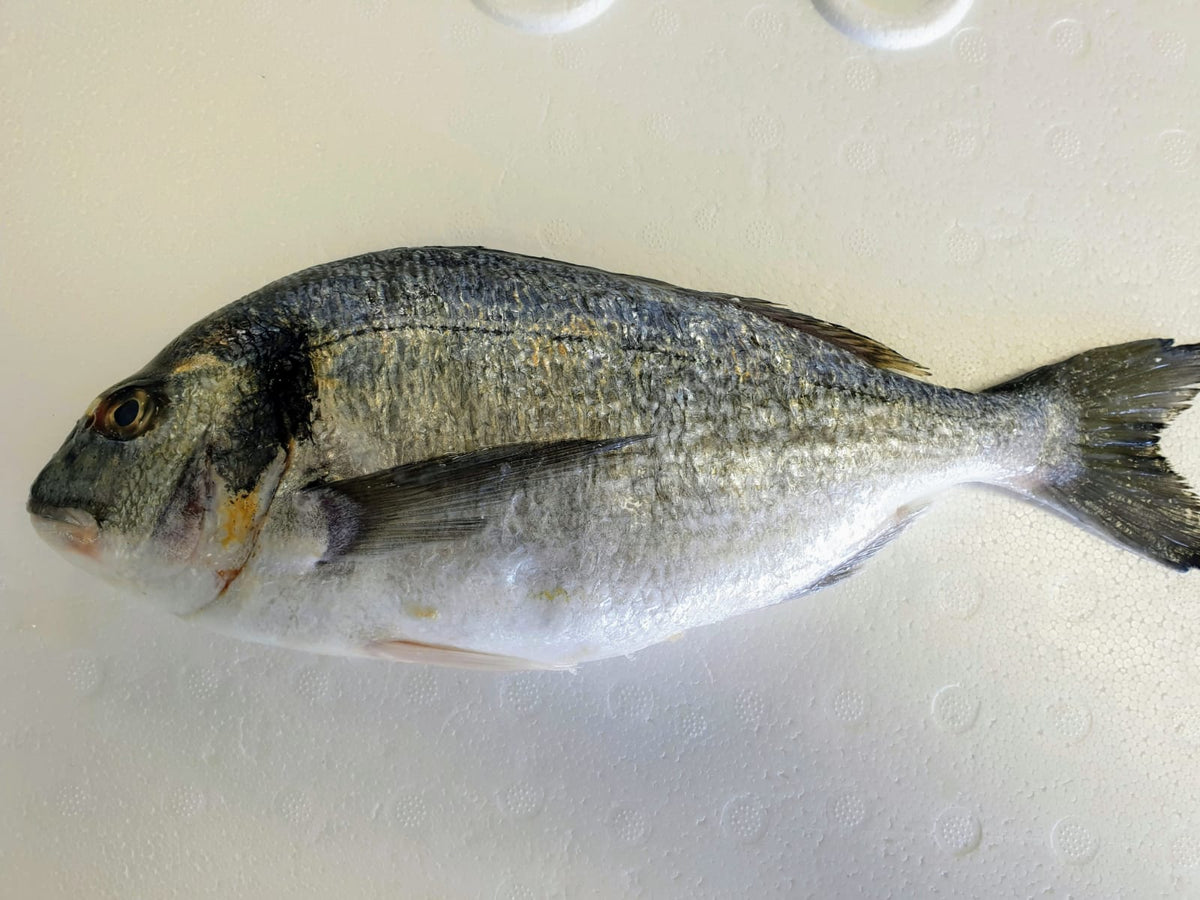 Fresh Whole Gilt Head Bream | Excel Seafoods